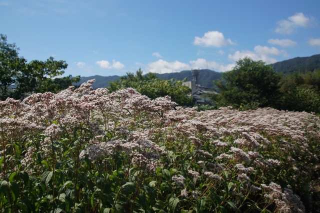 Cycling in Nishikyo | Kyoto Travel